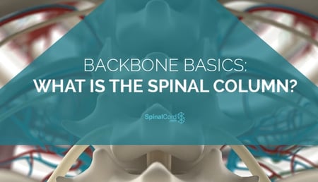 Backbone Basics: What is the Spinal Column?