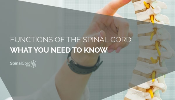 Functions of the Spinal Cord: What You Need to Know