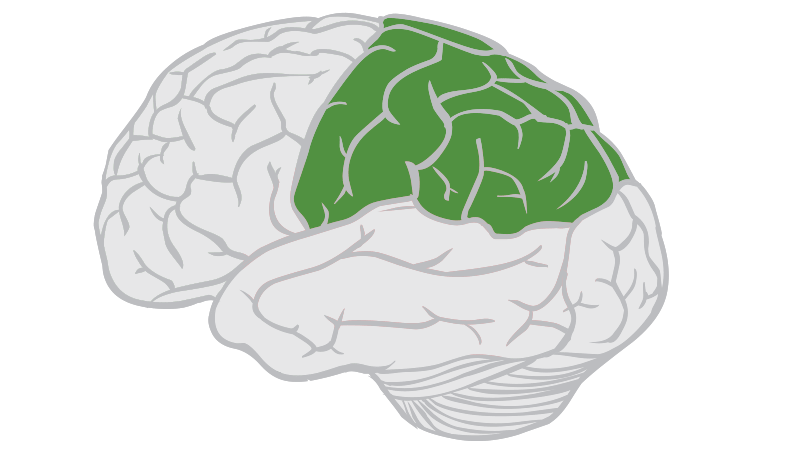 Parietal Lobe: Function, Location, and Structure