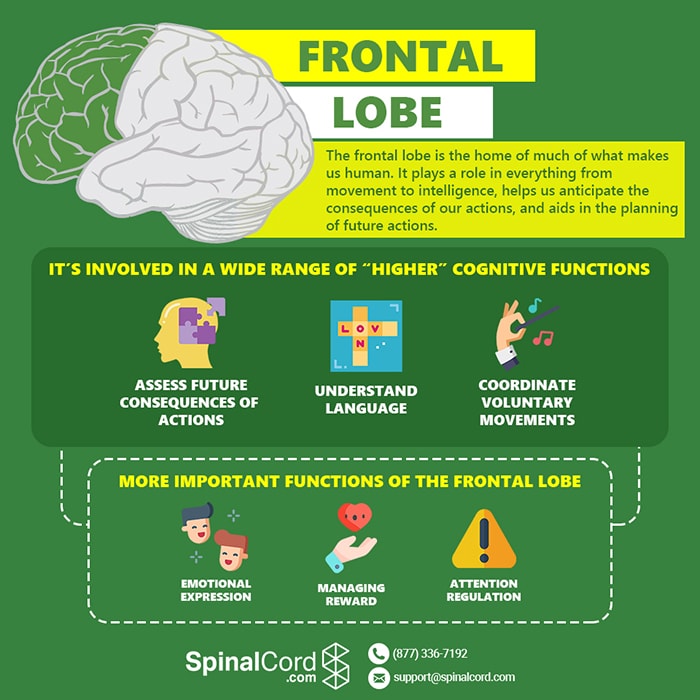 Frontal Lobe: Function, Location, and Structure