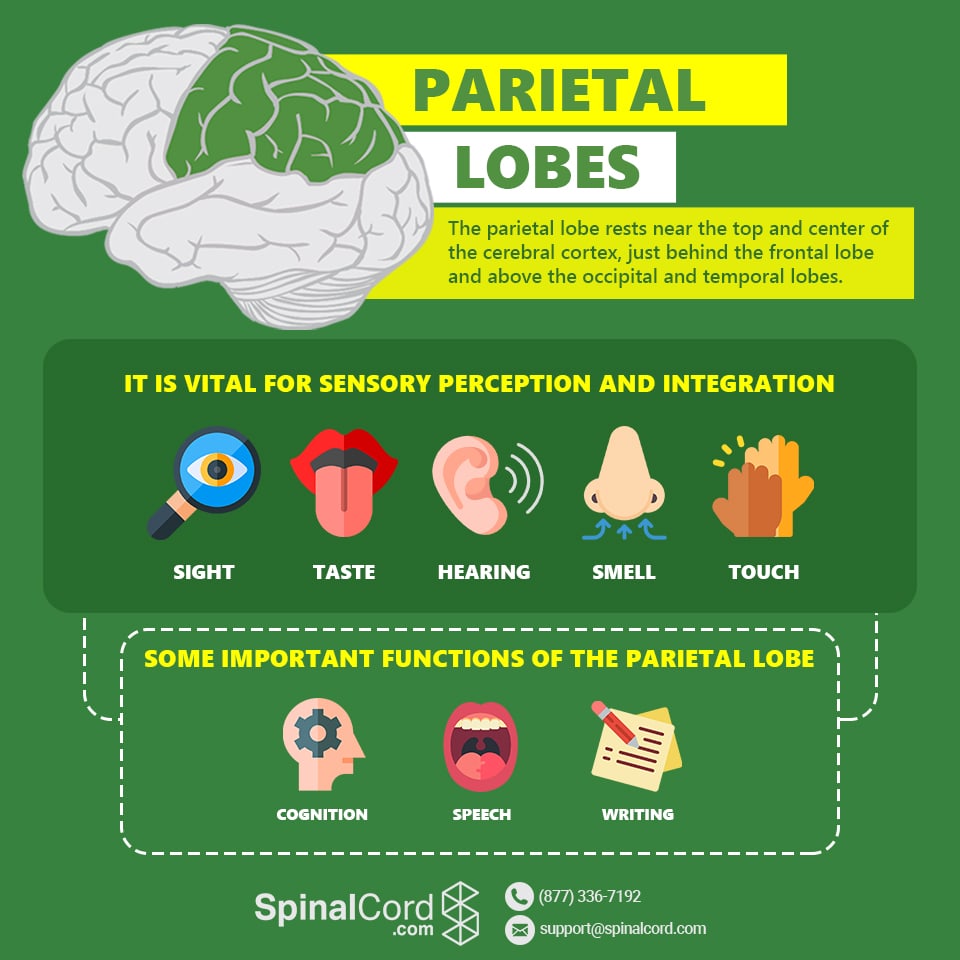 Parietal Lobe: Function, Location, and Structure