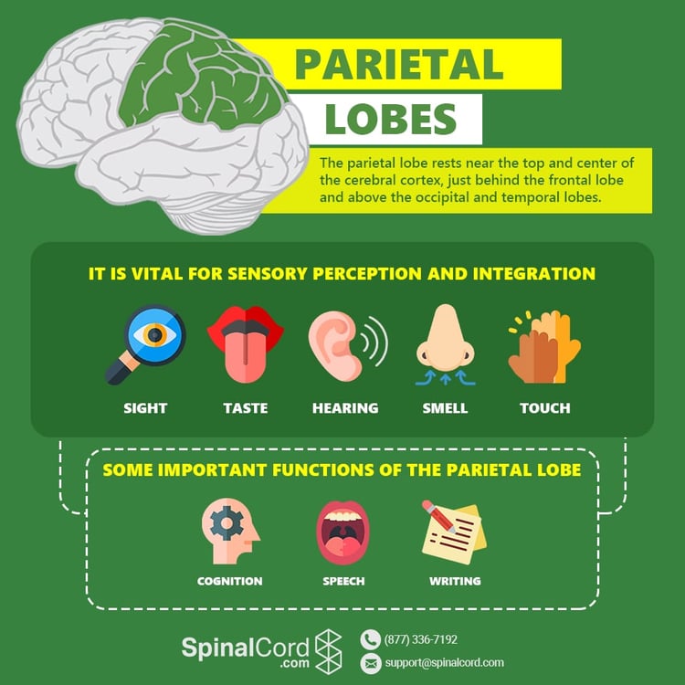 Parietal Lobe: Function, Location, and Structure