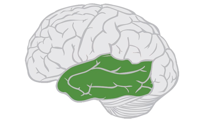 Temporal Lobe: Function, Location, and Structure