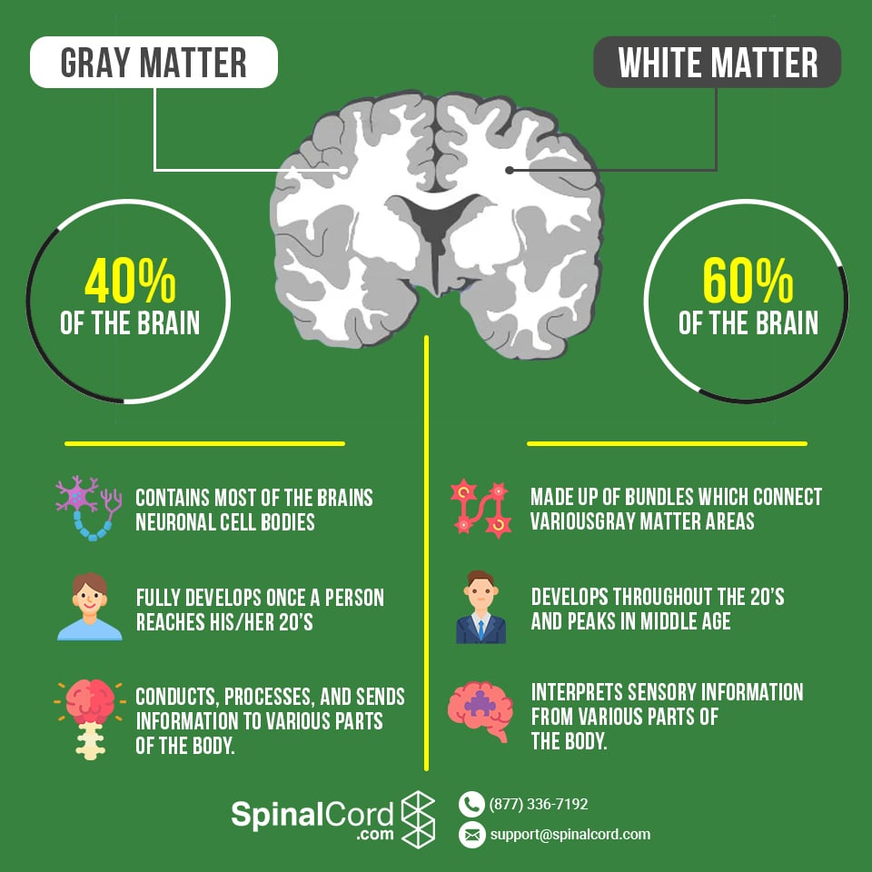Grey Matter vs White Matter in the Brain