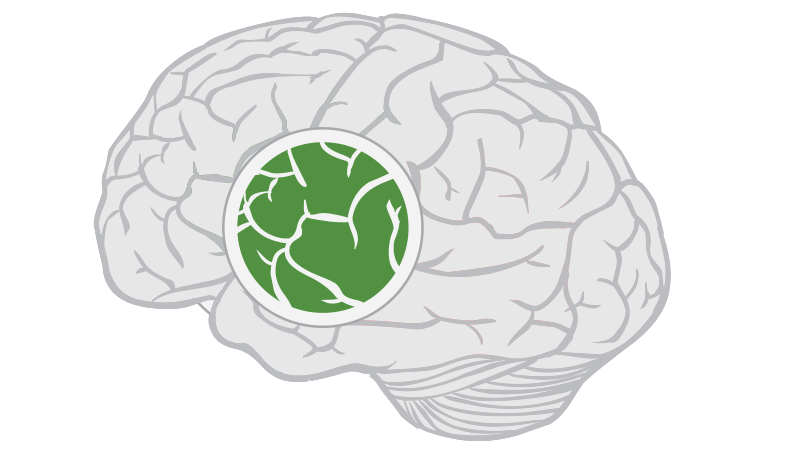 Insular Cortex | SpinalCord.com