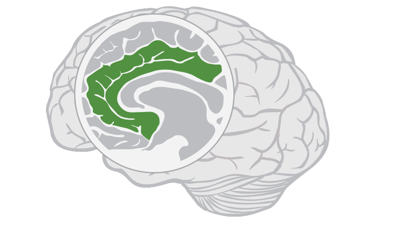 Limbic Lobe | SpinalCord.com