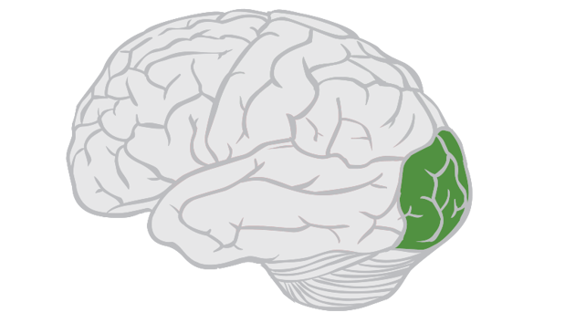 Occipital Lobe | Function, Definition, Anatomy, Effects of Damage