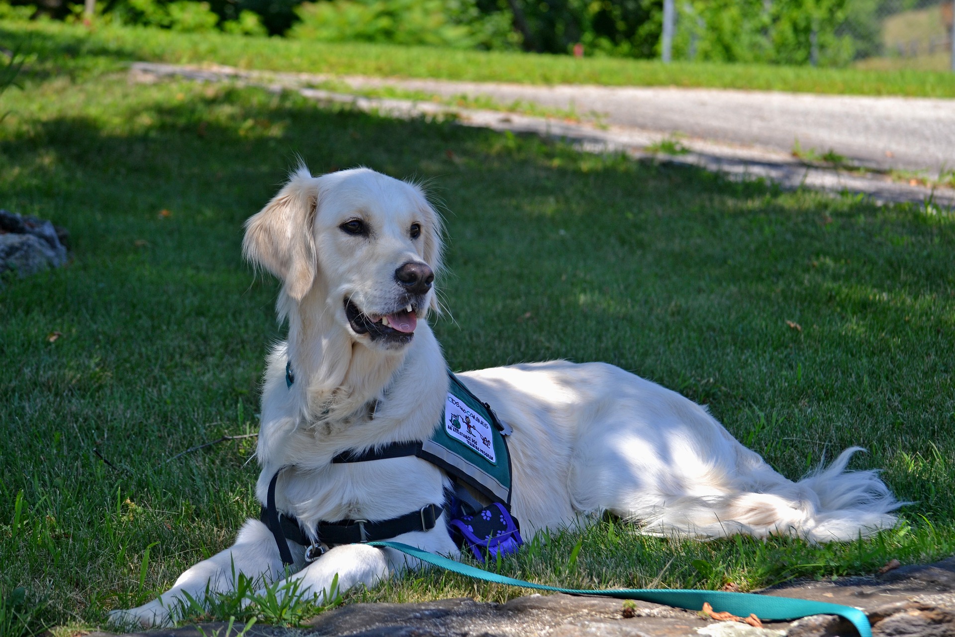 Fake Service Animals Becoming Targeted By More Laws
