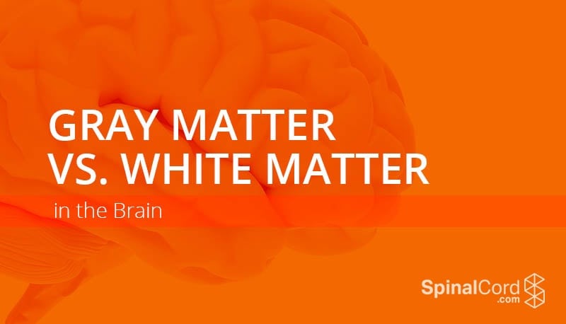 Gray Matter vs. White Matter in the Brain